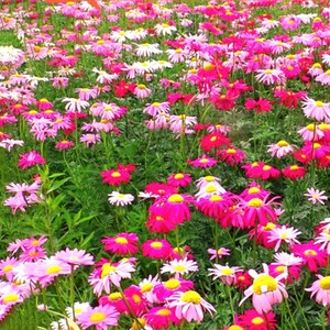 Pyrethrum Seeds White Yellow Purple Perennial Tanacetum Chrysanthemum ...