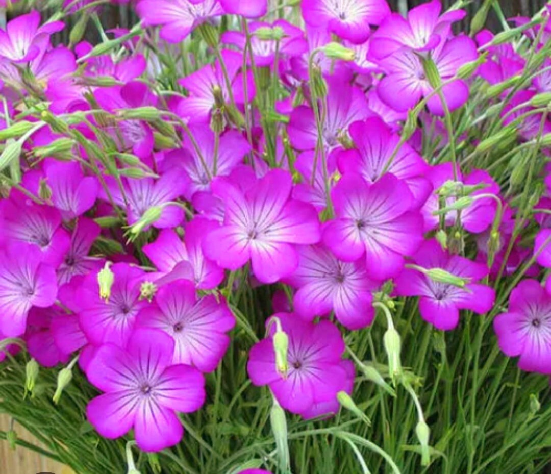 100 Agrostemma Seeds Ocean Pearls Rose Corncockle Agrostemma Githago ...