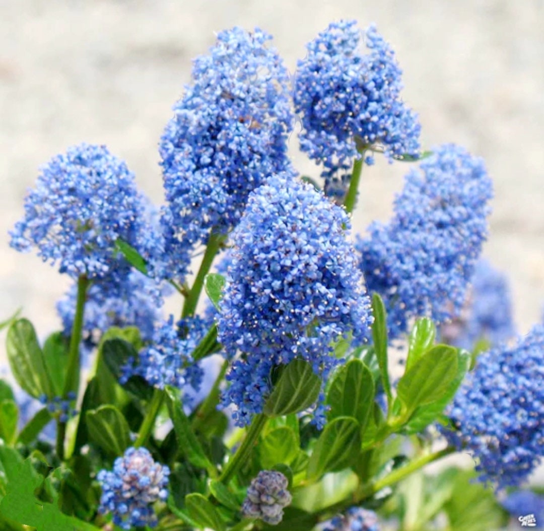 50 Blue Lilac Seeds Extremely Fragrant Syringa Vulgaris Tree Lilac ...
