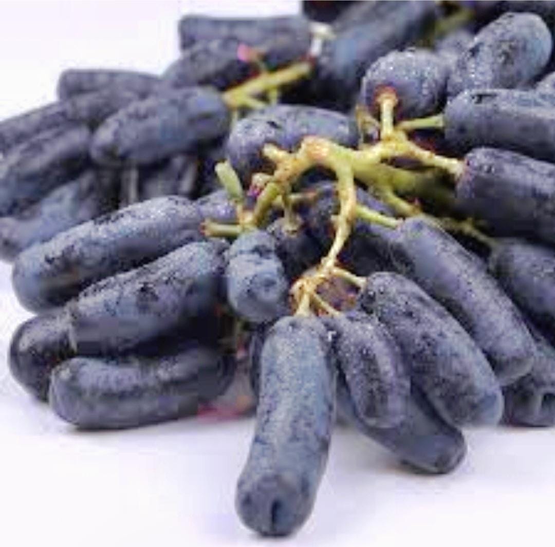 100 Purple Finger Grapes Seed Sweet Grape Fruit Popular Variety Grape Vine - Etsy