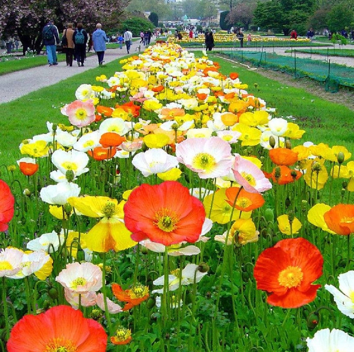 8000 Mix-colors Papaver Rhoeas Seeds Poppy Heirloom Rare Poppies ...