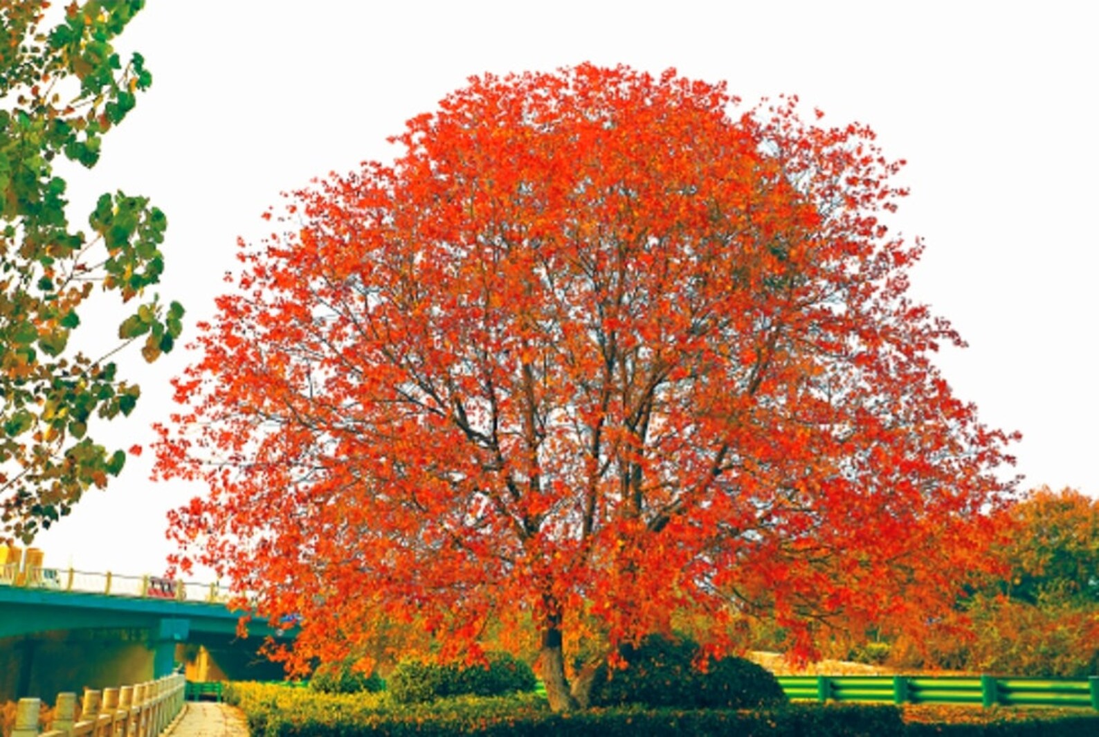 30 Chinese Tallow Tree Seeds: Triadica Sebifera, Fall Colors - Etsy