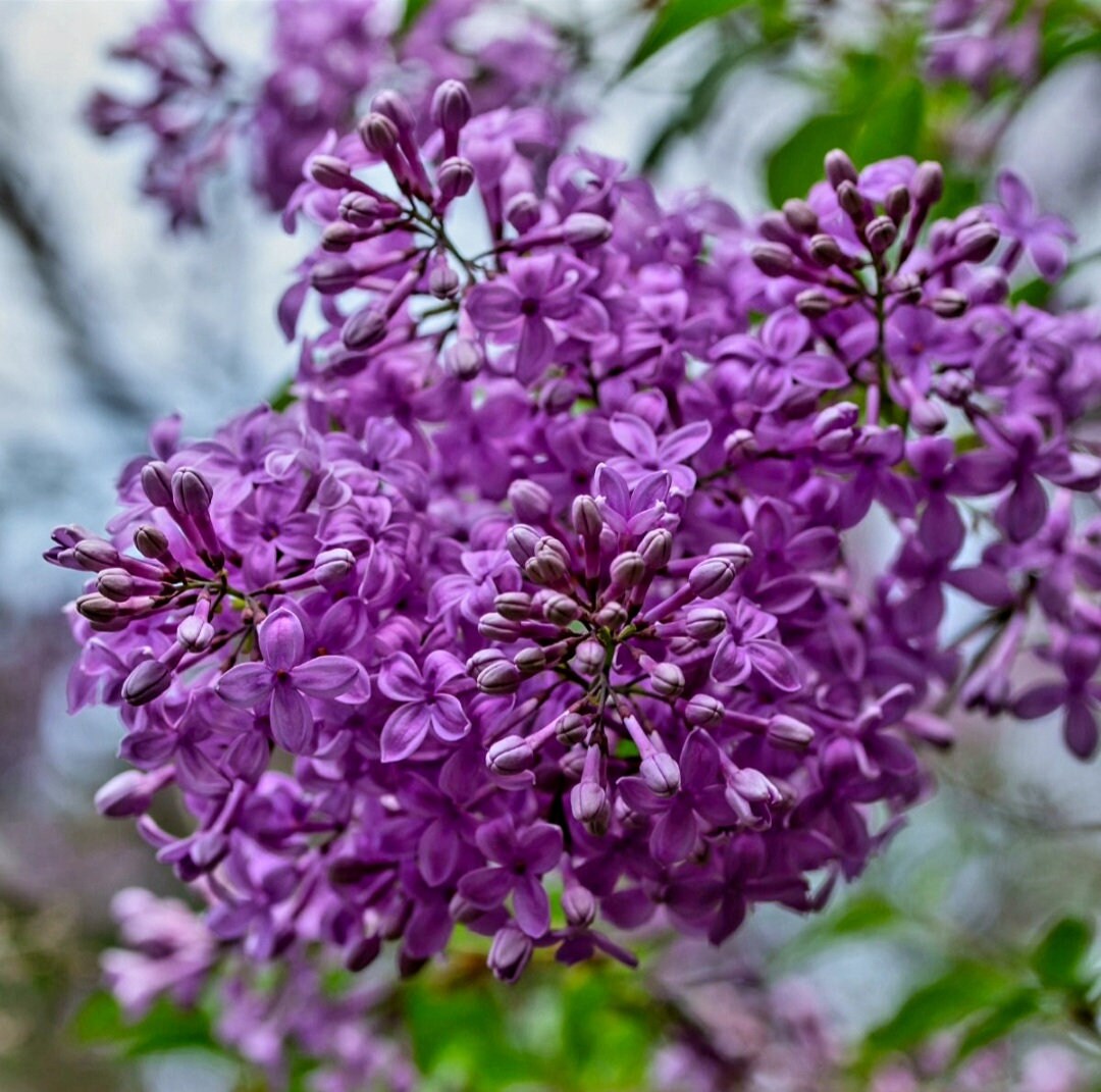 50 Violets Lilac Seeds: Fragrant Syringa Villosa Tree Shrub - Etsy