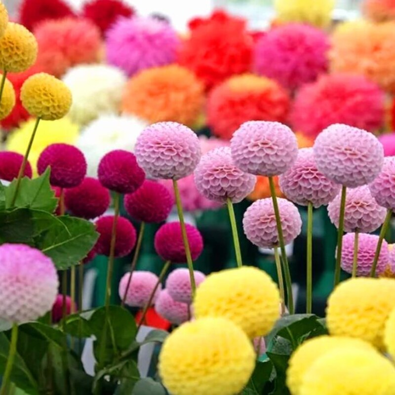 Chrysanthemum - Etsy