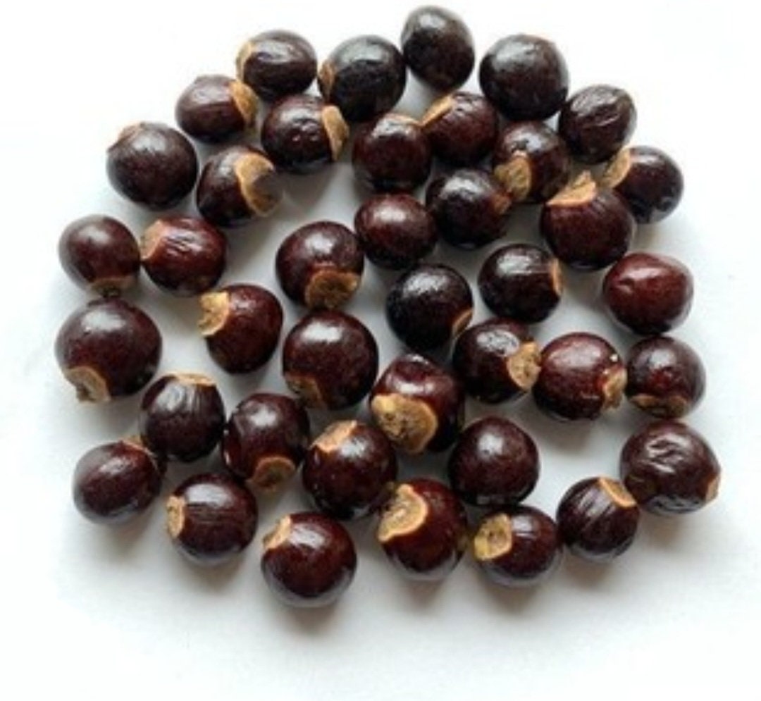 20 Longan Seeds Rare Dwarf Longan Sweet and Juicy Fruit Tree Bonsai - Etsy