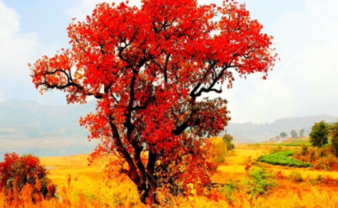 30 Chinese Tallow Tree Seeds: Triadica Sebifera, Fall Colors - Etsy