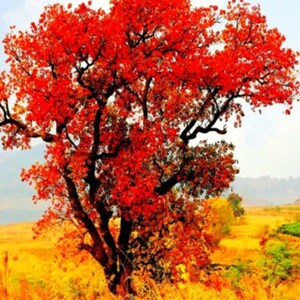 30 Chinese Tallow Tree Seeds: Triadica Sebifera, Fall Colors - Etsy