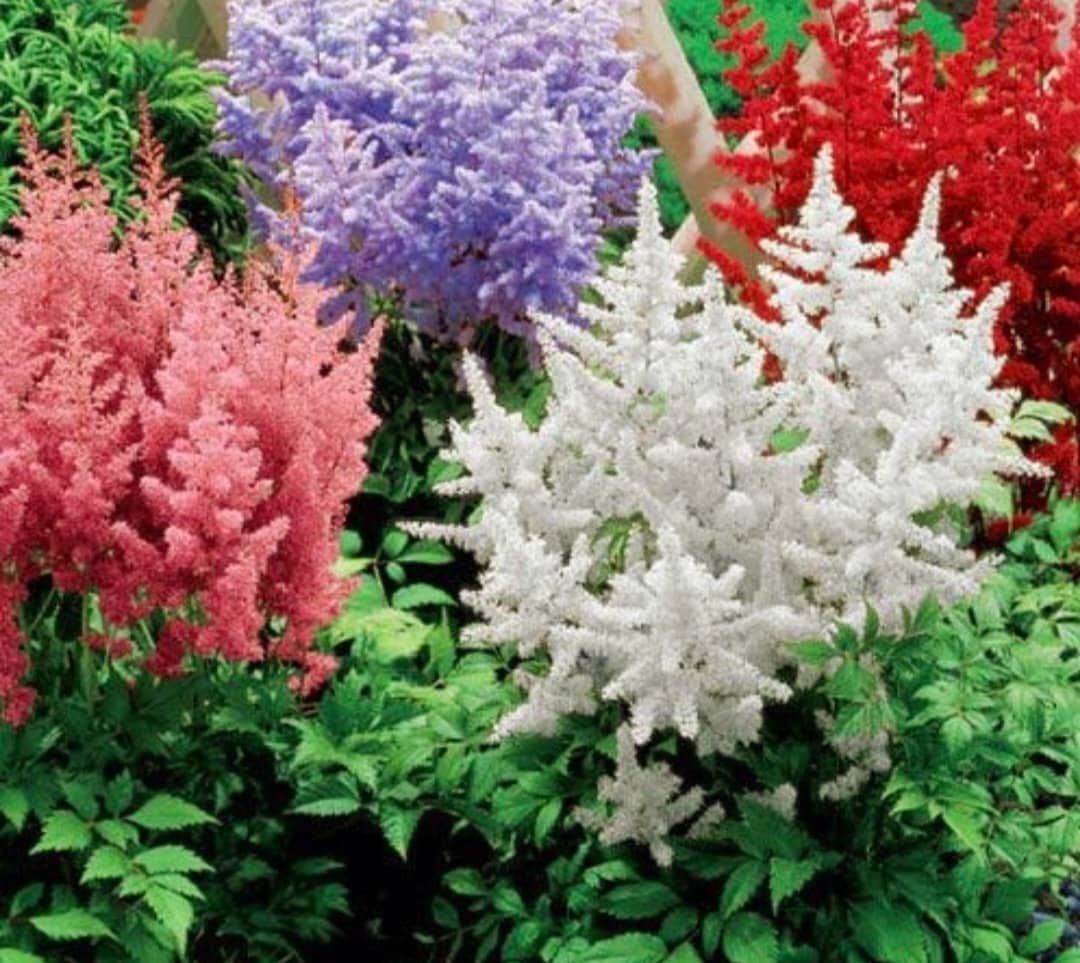 1000 Mix Astilbe Flower Seeds: Perennial Shade Garden Blooms - Etsy
