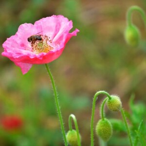 8000 Pink Papaver Rhoeas Seeds Poppy Heirloom Rare Poppies Himalayan ...