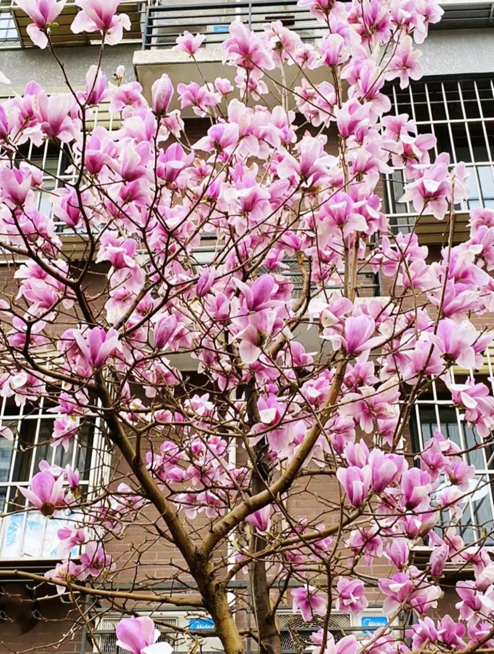 20 Magnolia Tree Seeds Saucer Mix Pink/white Flowers Chinese Magnolia ...