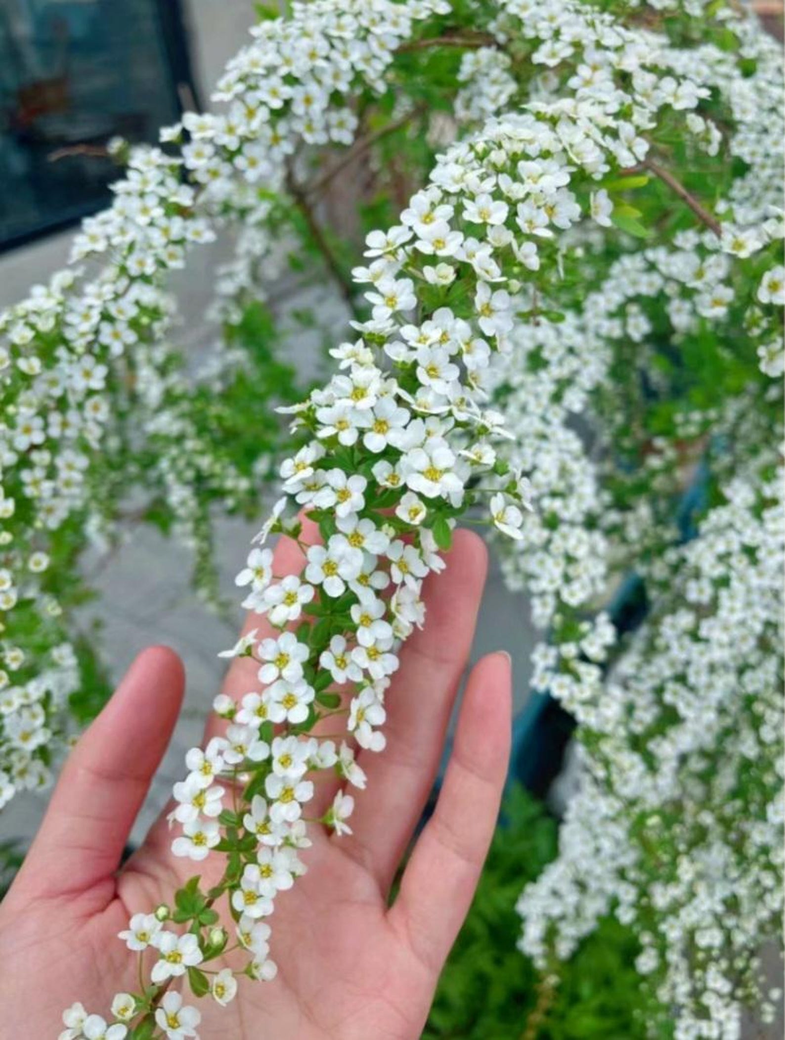 250 Spiraea Thun Seeds for Planting-mellow White Bridal Wreath Spirea ...