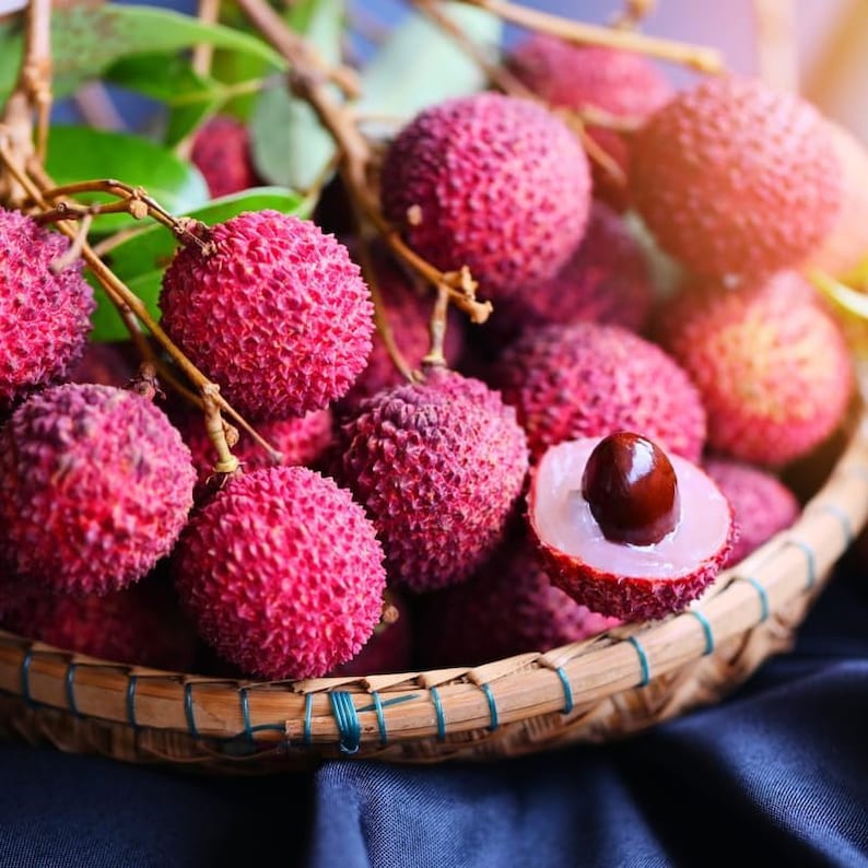 20 Giant Lychee Seeds Exotic Fruit Heirloom Sweet Tropical Fruit Litchi ...