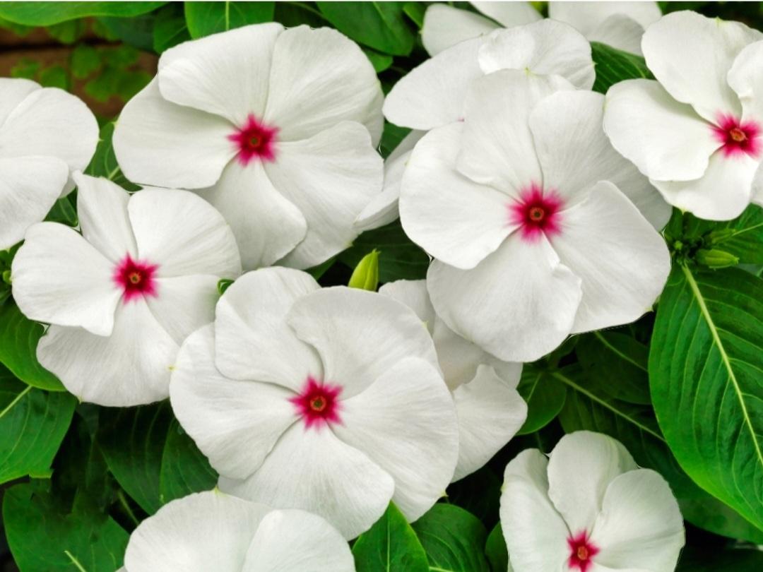 1200 Periwinkle Seeds Cora Cascade Mix Color Perennial Flowers ...