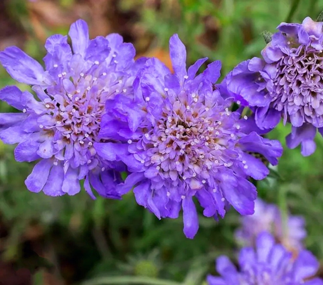 300 Scabiosa Seeds Mix Double Scabiosa Atropurpurea Butterfly Rare ...