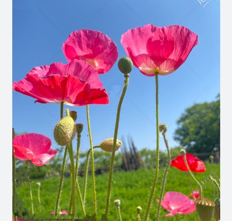 8000 Pink Papaver Rhoeas Seeds Poppy Heirloom Rare Poppies Himalayan ...