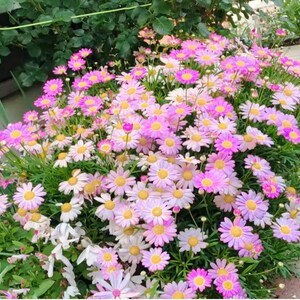 Pyrethrum Seeds White Yellow Purple Perennial Tanacetum Chrysanthemum ...