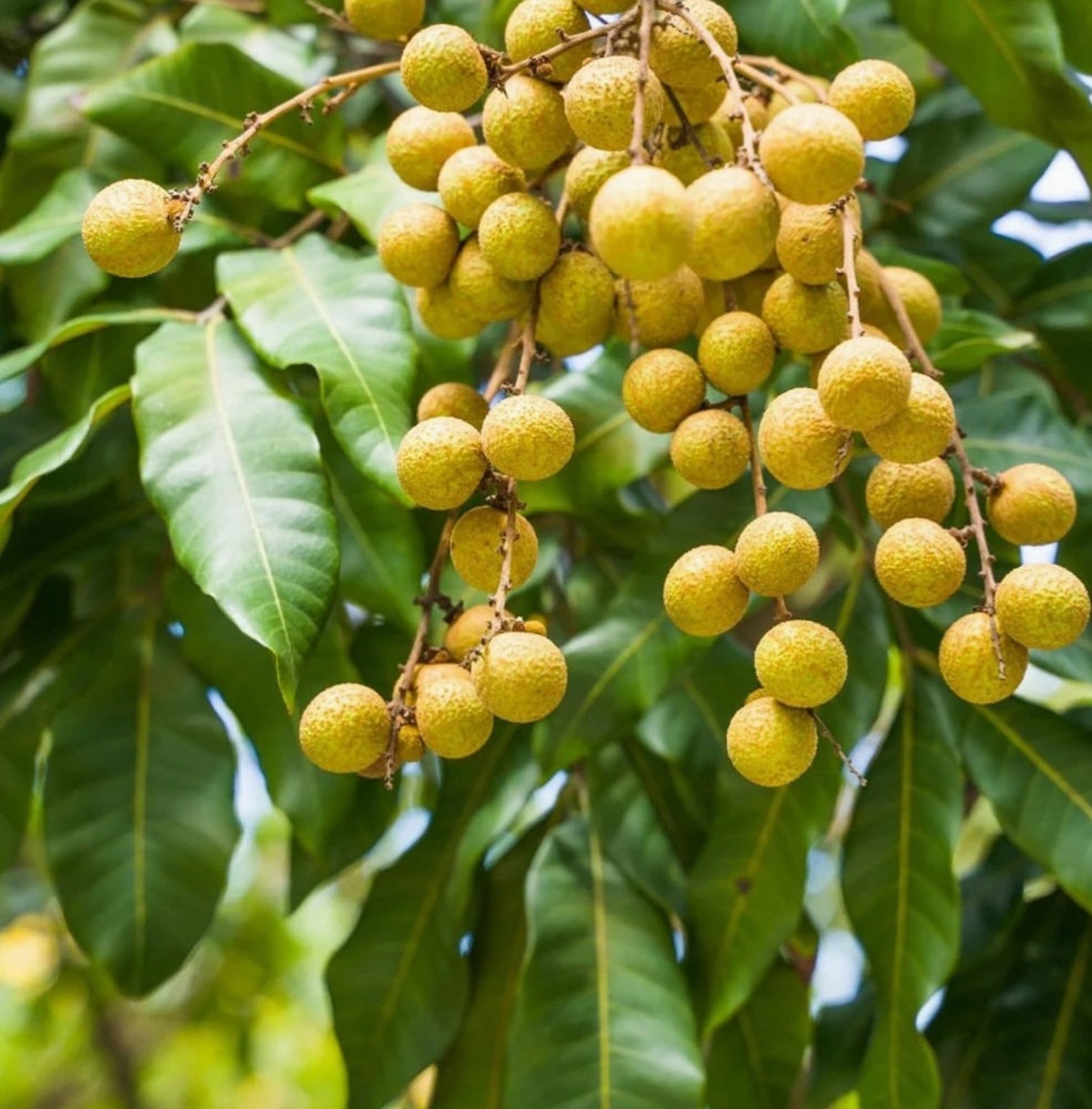 20 Longan Seeds Rare Dwarf Longan Sweet and Juicy Fruit Tree Bonsai - Etsy