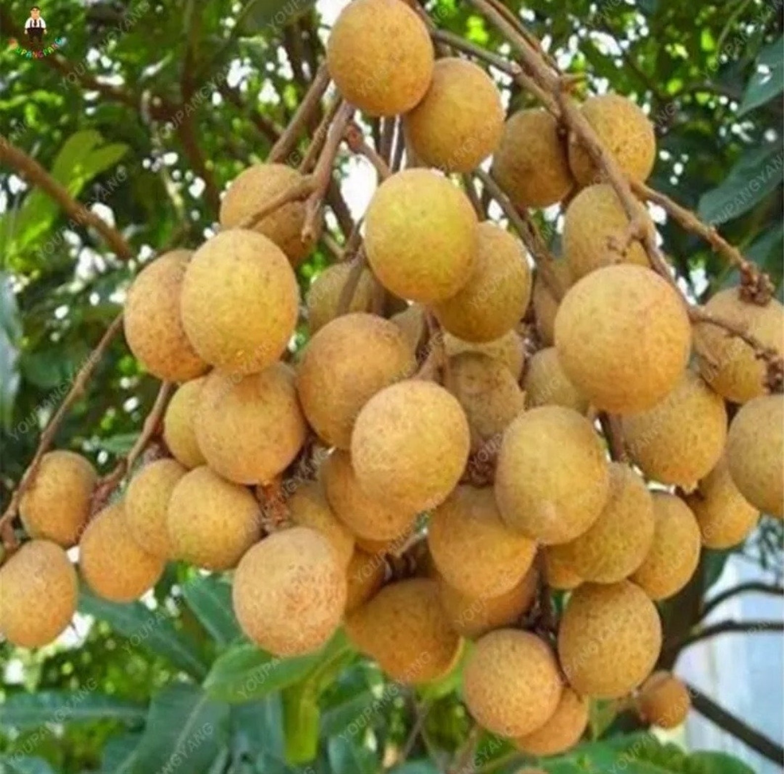20 Longan Seeds Rare Dwarf Longan Sweet and Juicy Fruit Tree Bonsai - Etsy