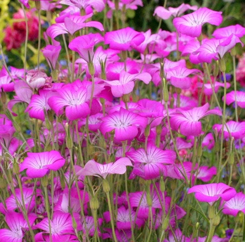 100 Agrostemma Seeds Ocean Pearls Rose Corncockle Agrostemma Githago ...