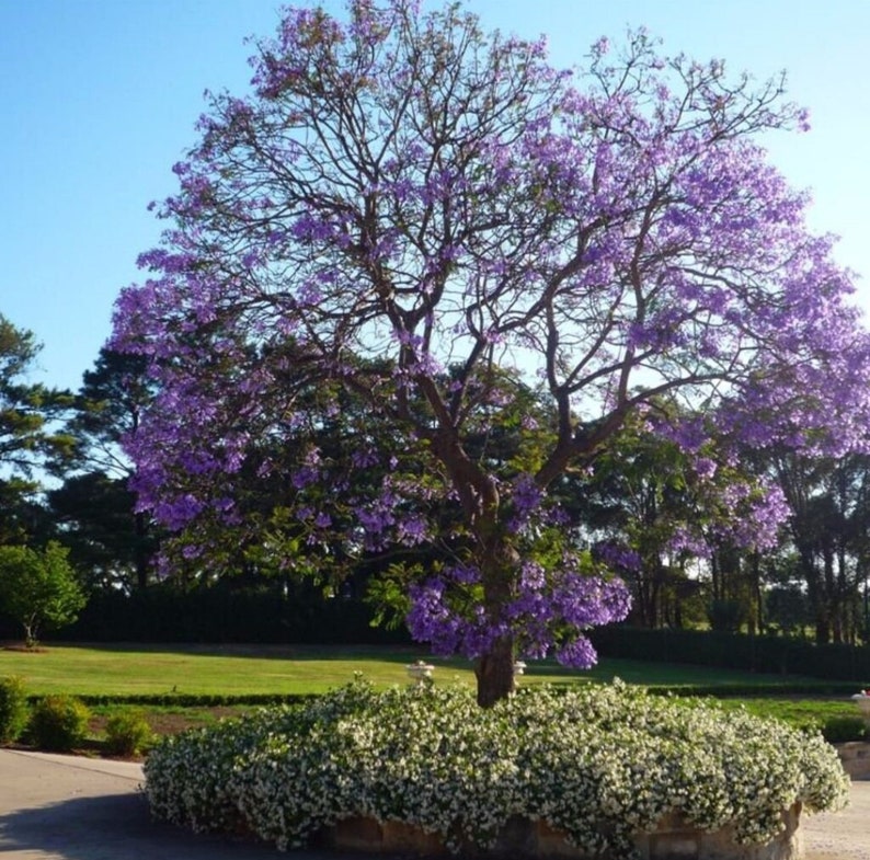 25 Blue Jacaranda Tree Seeds: Purple Mimisifolia Flower - Etsy