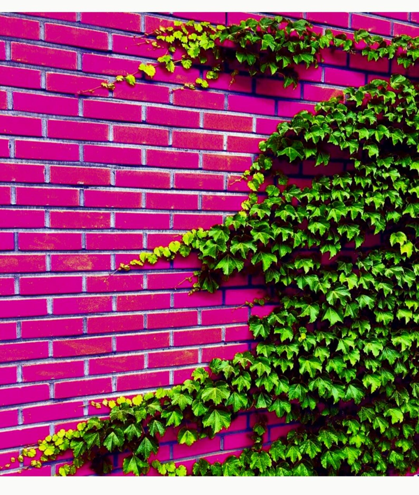 120 Boston Ivy Seeds Japanese Ivy Creeper Climber Mix Rare ...
