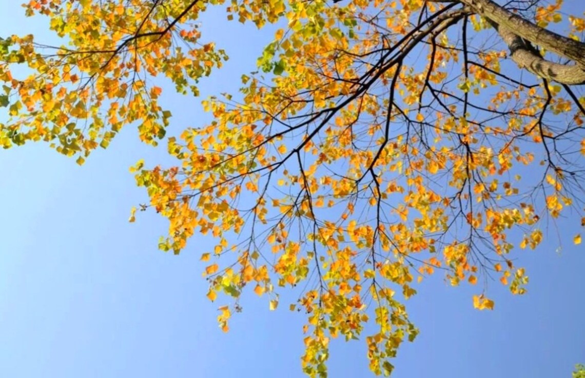 30 Chinese Tallow Tree Seeds: Triadica Sebifera, Fall Colors - Etsy