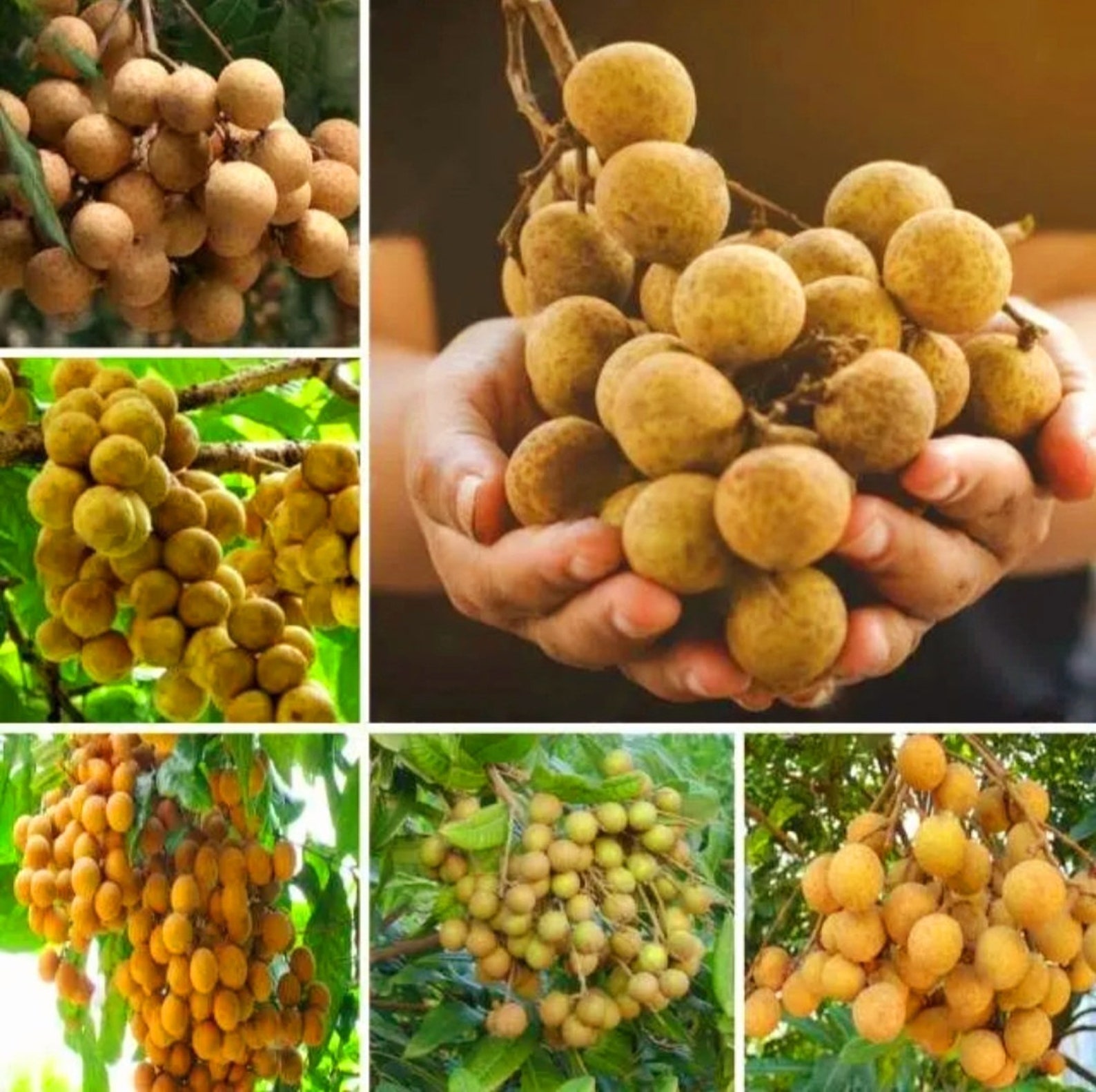 20 Longan Seeds Rare Dwarf Longan Sweet and Juicy Fruit Tree Bonsai - Etsy