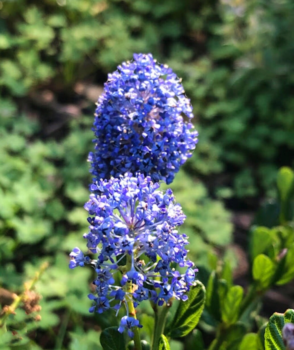 50 Blue Lilac Seeds Extremely Fragrant Syringa Vulgaris Tree Lilac ...
