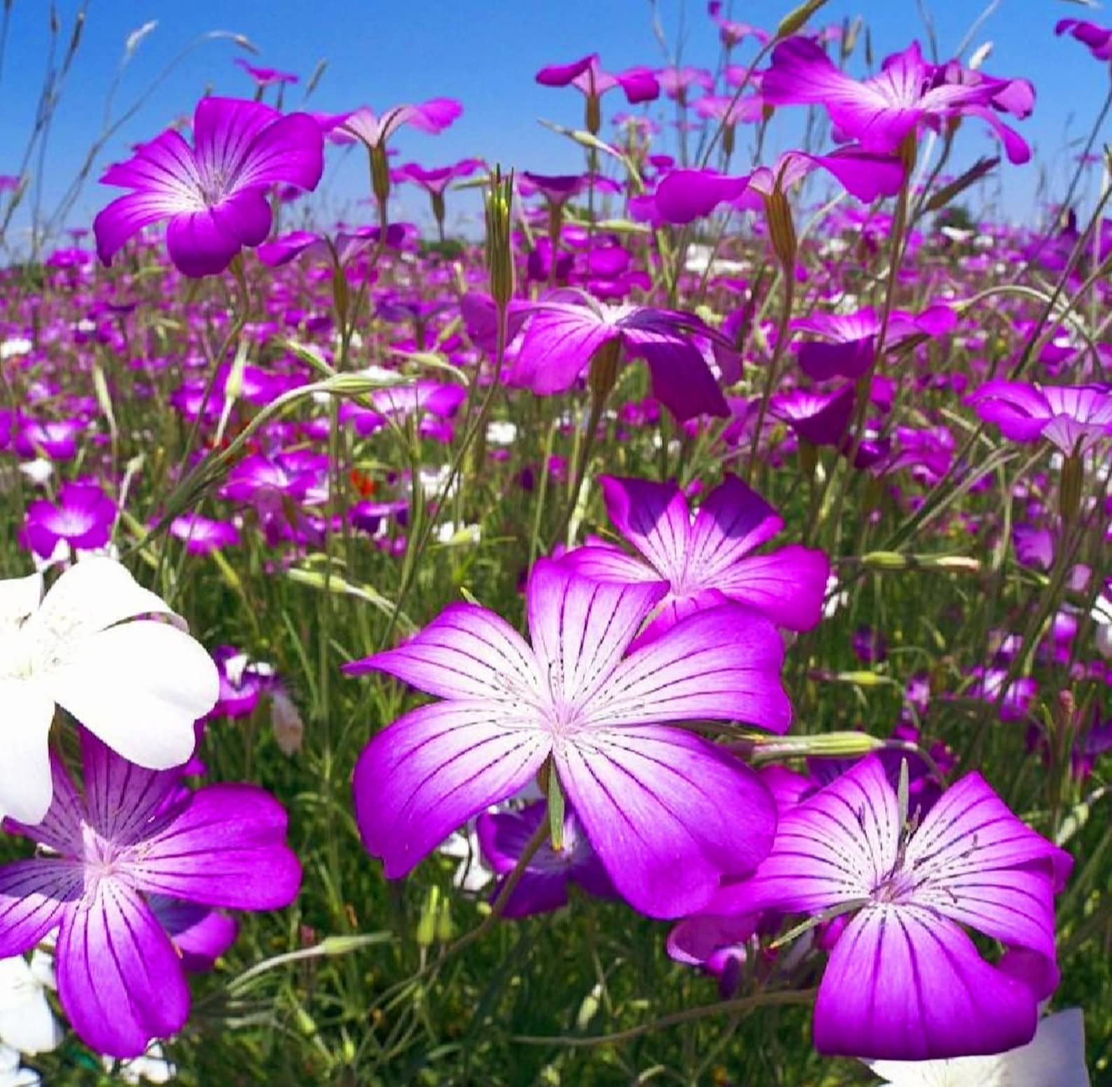 100 Agrostemma Seeds Ocean Pearls Rose Corncockle Agrostemma Githago ...