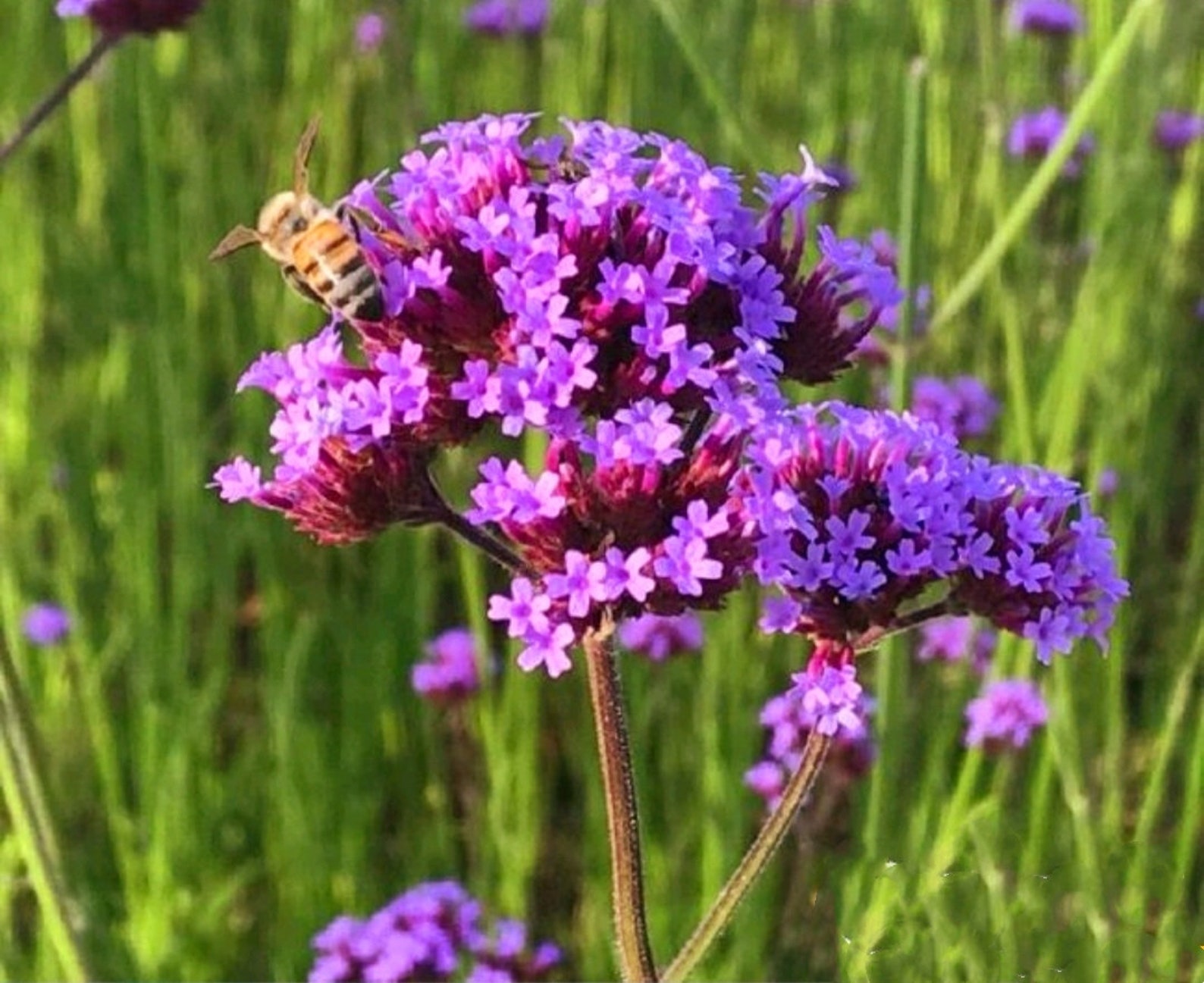 12000 Blue Vervain Flower Seeds Verbena Purpletop Vervain Verbena ...