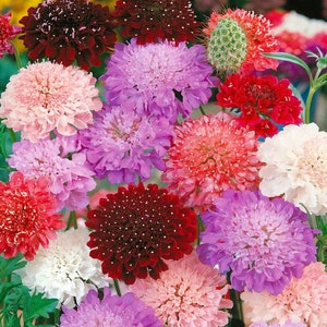 300 Scabiosa Seeds Mix Double Scabiosa Atropurpurea Butterfly Rare ...