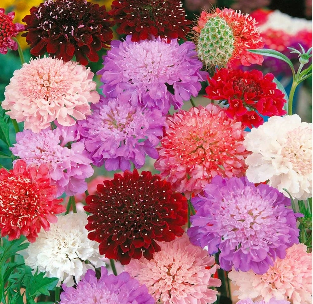 300 Scabiosa Seeds Mix Double Scabiosa Atropurpurea Butterfly Rare ...