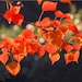 30 Chinese Tallow Tree Seeds: Triadica Sebifera, Fall Colors - Etsy