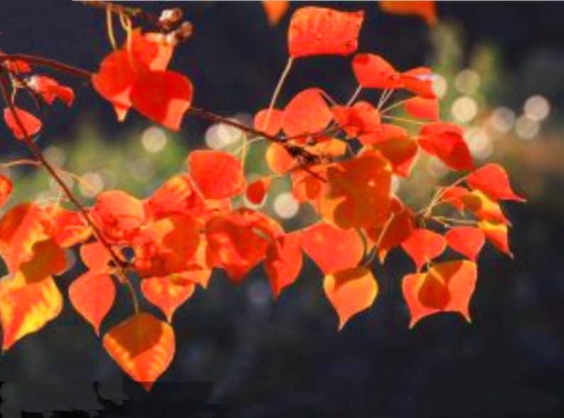 30 Chinese Tallow Tree Seeds: Triadica Sebifera, Fall Colors - Etsy