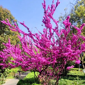 50 Chinese Redbud Tree Seeds Shrub Cercis Pink Purple Rare Flower ...