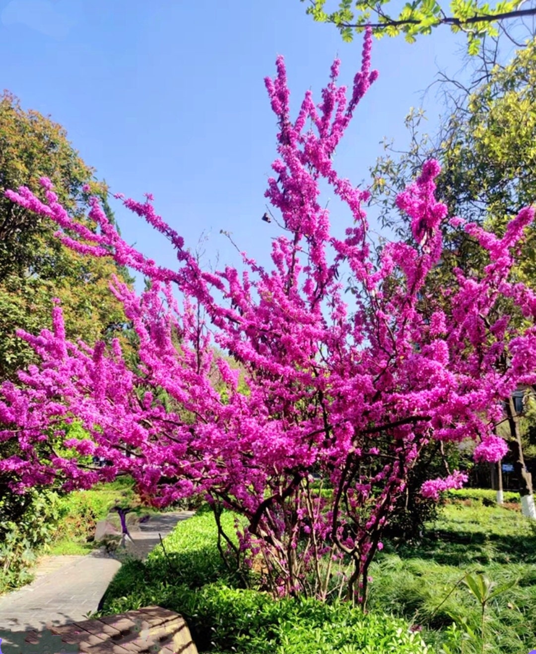 50 Chinese Redbud Tree Seeds Shrub Cercis 0r Bonsai Pink Purple Flower ...
