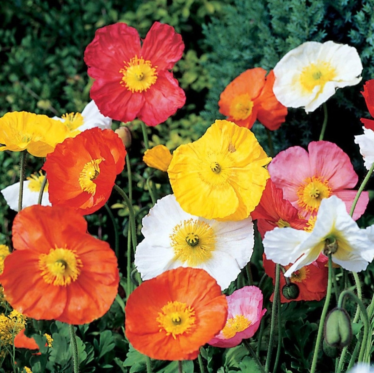 8000 Mix-colors Papaver Rhoeas Seeds Poppy Heirloom Rare Poppies ...