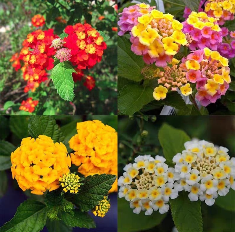 120 Lantana Camara Seeds Natural Mosquito Mix Colors Shrub - Etsy