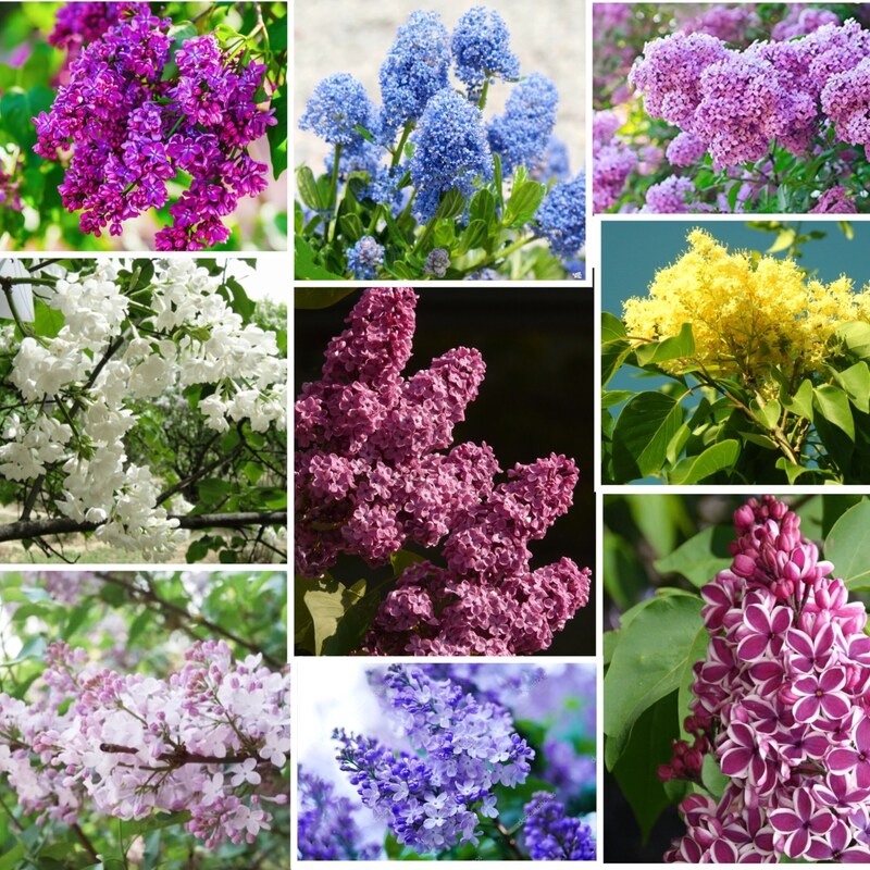 Lilac Seeds - Etsy