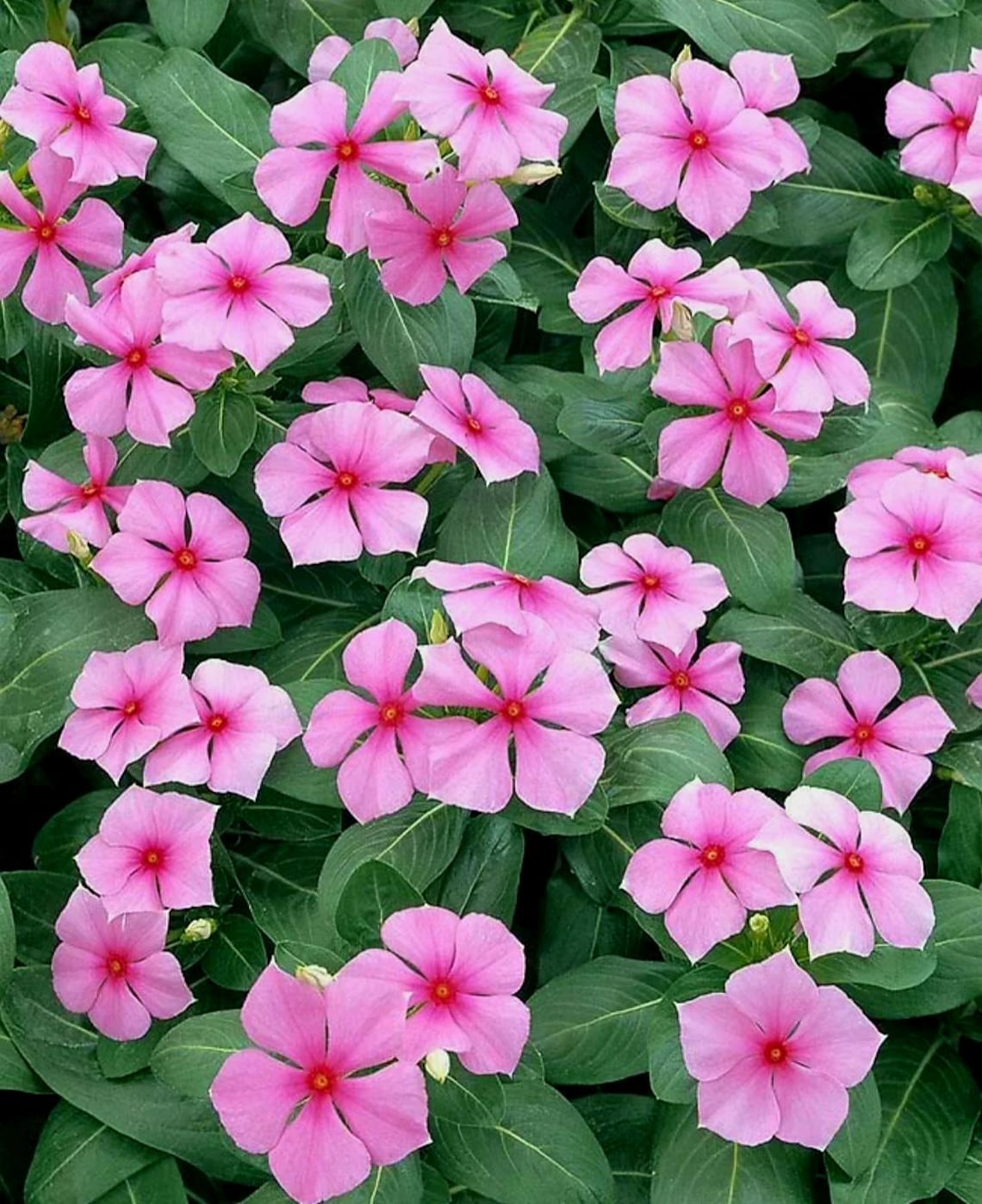 1200 Periwinkle Seeds Cora Cascade Mix Color Perennial Flowers ...