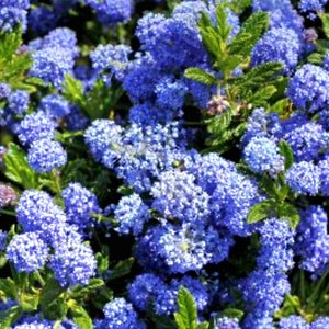 50 Blue Lilac Seeds Extremely Fragrant Syringa Vulgaris Tree Lilac ...