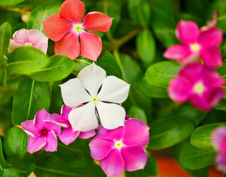 1200 Periwinkle Seeds Cora Cascade Mix Color Perennial Flowers ...