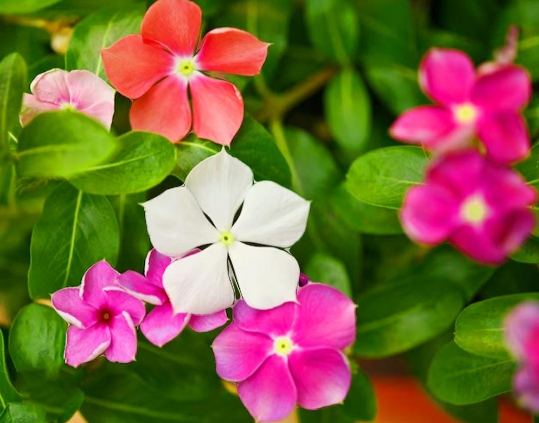 1200 Periwinkle Seeds Cora Cascade Mix Color Perennial Flowers ...