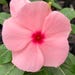 1200 Periwinkle Seeds Cora Cascade Mix Color Perennial Flowers ...