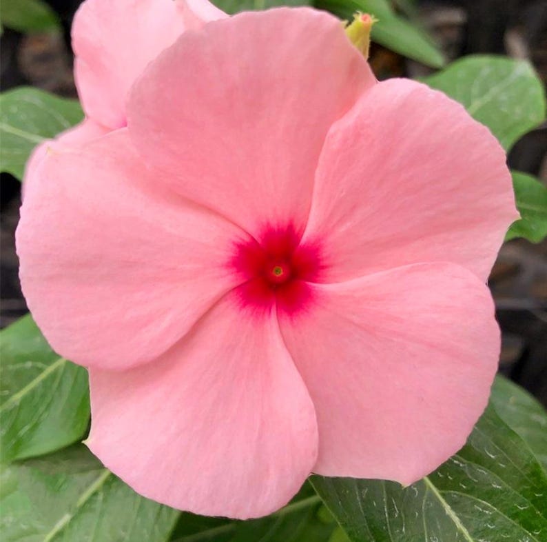 1200 Periwinkle Seeds Cora Cascade Mix Color Perennial Flowers ...