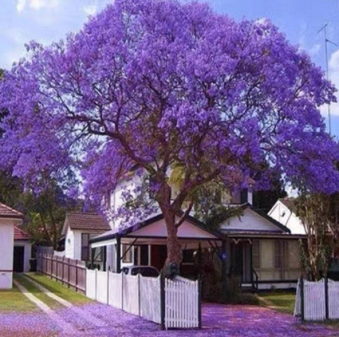 25 Blue Jacaranda Tree Seeds: Purple Mimisifolia Flower - Etsy