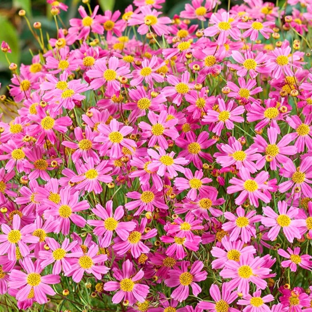 360 Coreopsis Seeds Perennial Coreopsis Rosea Seed Dwarf Rudbeckia. - Etsy