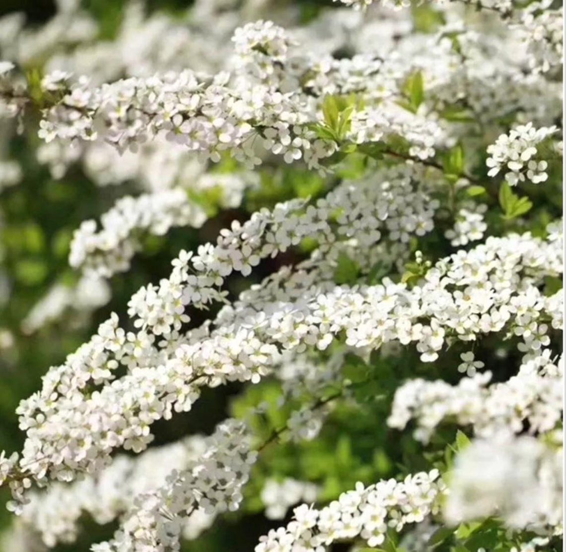 250 Spiraea Thun Seeds for Planting-mellow White Bridal Wreath Spirea ...
