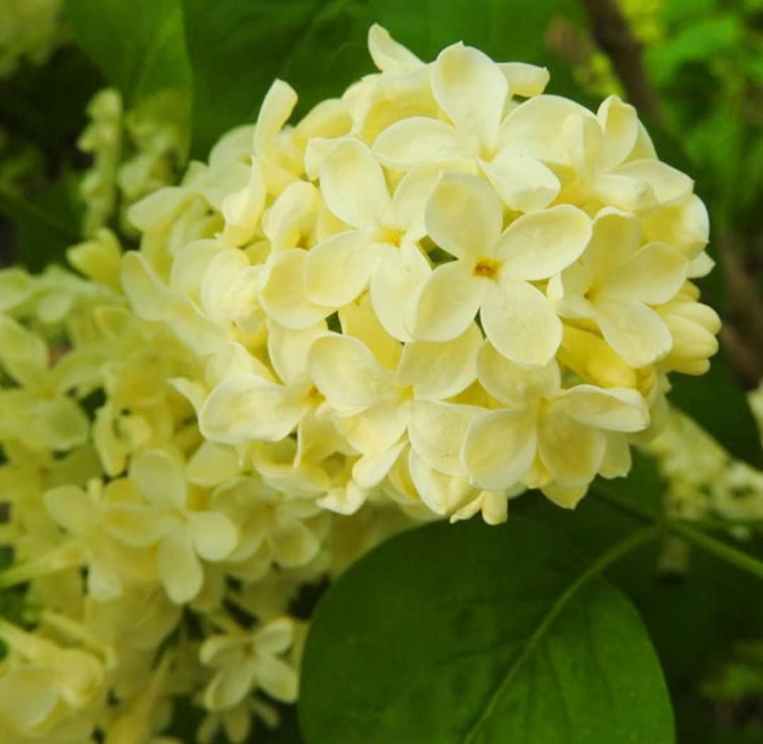 50 Yellow Lilac Seeds Fragrant Flower Shrub Bush Japanese Tree Lilac ...