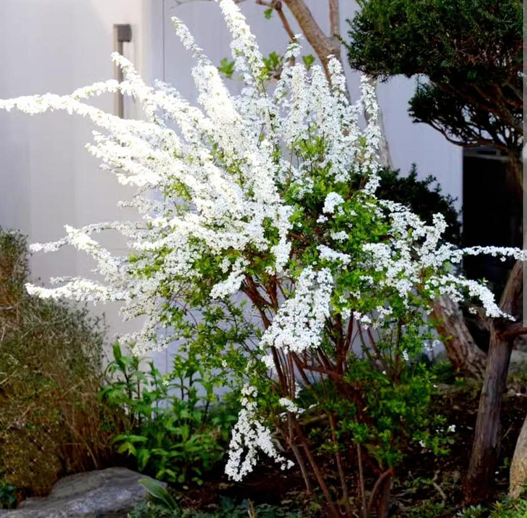 250 Spiraea Thun Seeds for Planting-mellow White Bridal Wreath Spirea ...